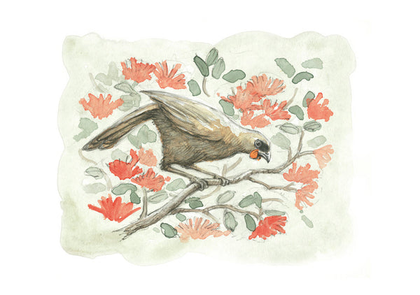 Flying Whale Gallery David Elliot - First Map ‘South Island Kokako ...